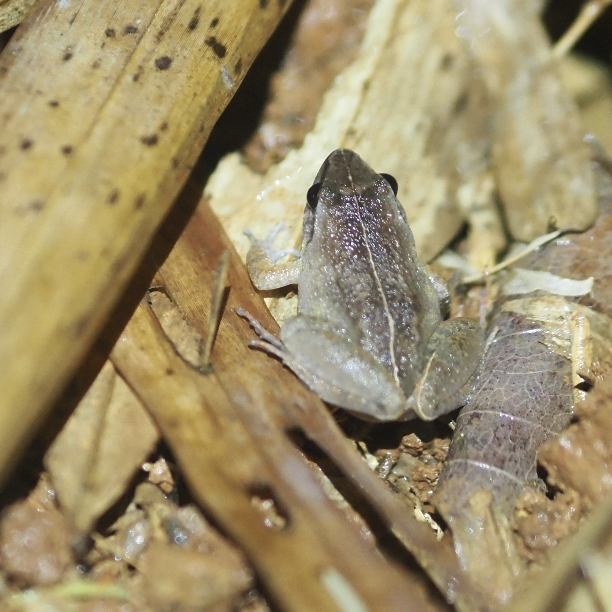 Limnonectes hascheanus (Stoliczka, 1870)