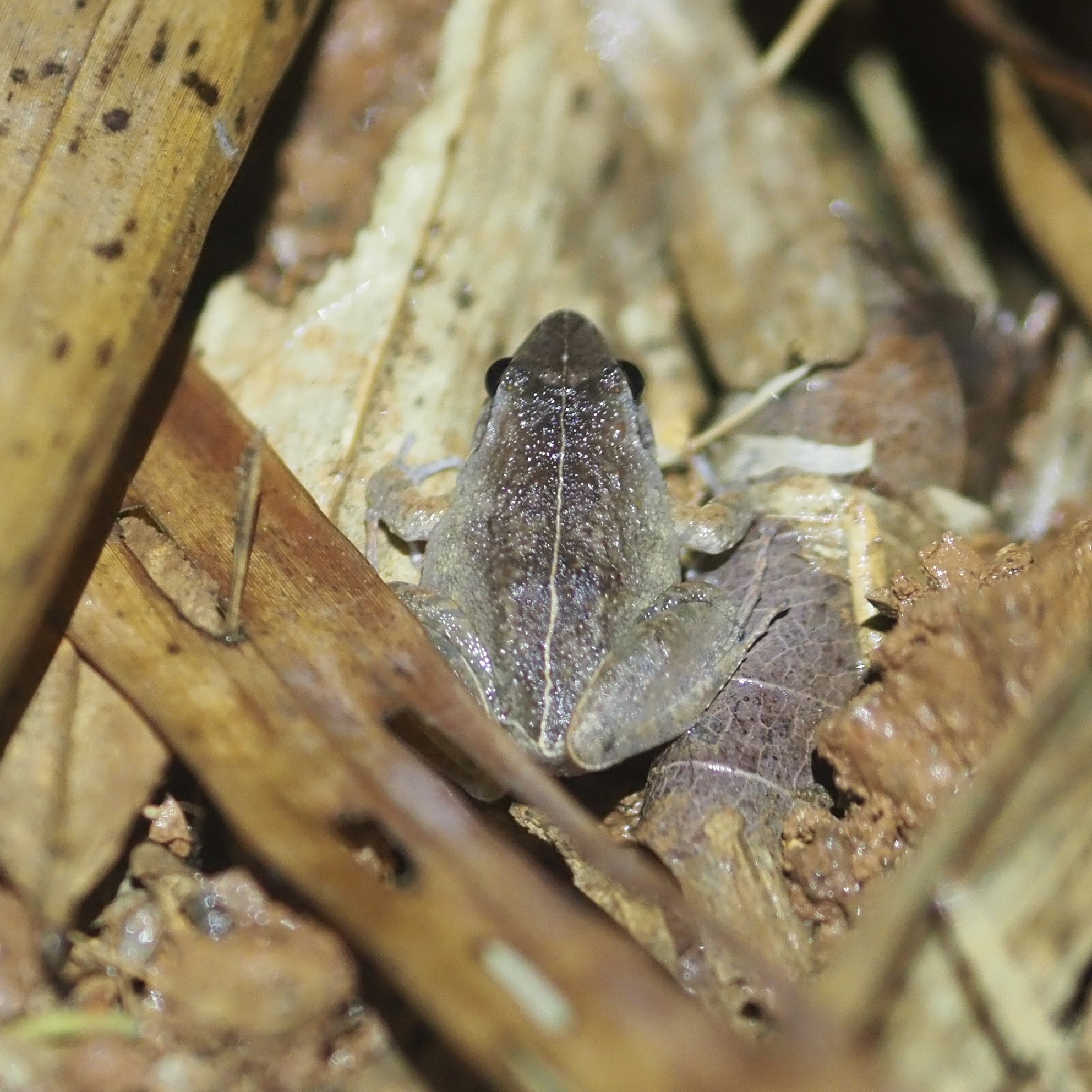 Limnonectes hascheanus (Stoliczka, 1870)