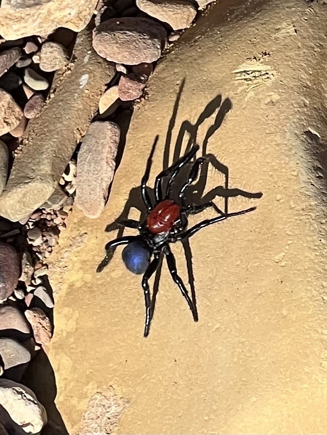Red-headed Mouse Spider from Blinman, SA, AU on May 28, 2022 at 01:42 ...