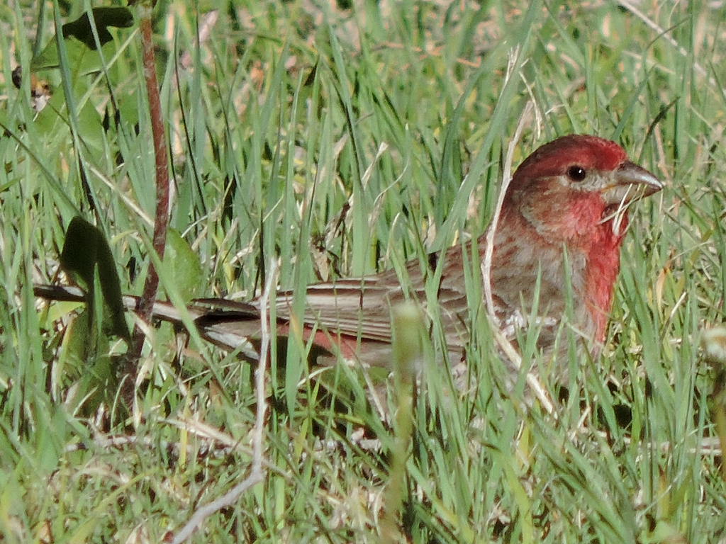 House Finch from Randall County, US-TX, US on April 19, 2015 by Sam ...