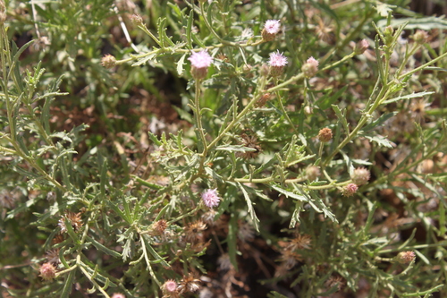 Pluchea dentex · iNaturalist