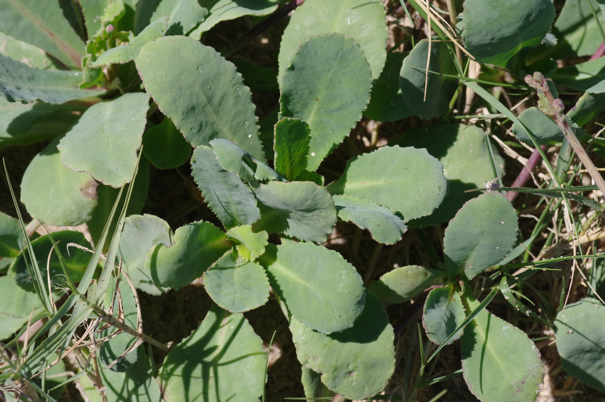 Launaea sarmentosa (Willd.) Sch.Bip. ex Kuntze