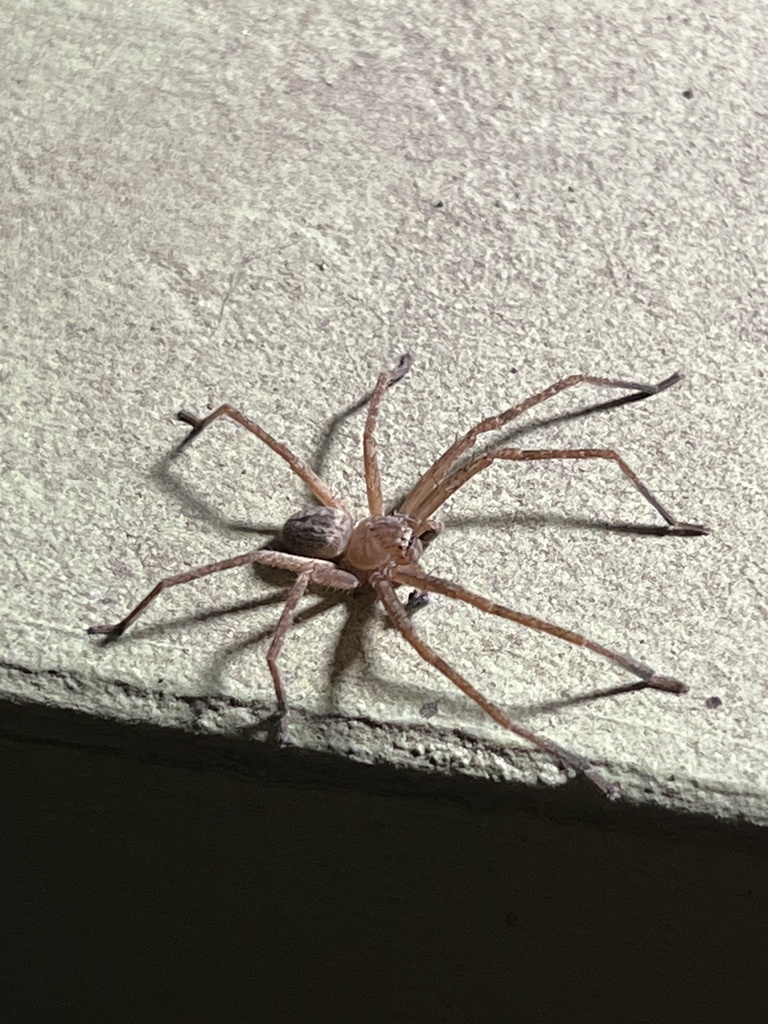 Huntsman Spiders from Trinidad, Trinidad and Tobago, TT on April 22 ...