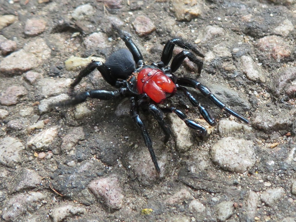 Red-headed Mouse Spider from Woodforde SA 5072, Australia on May 29 ...