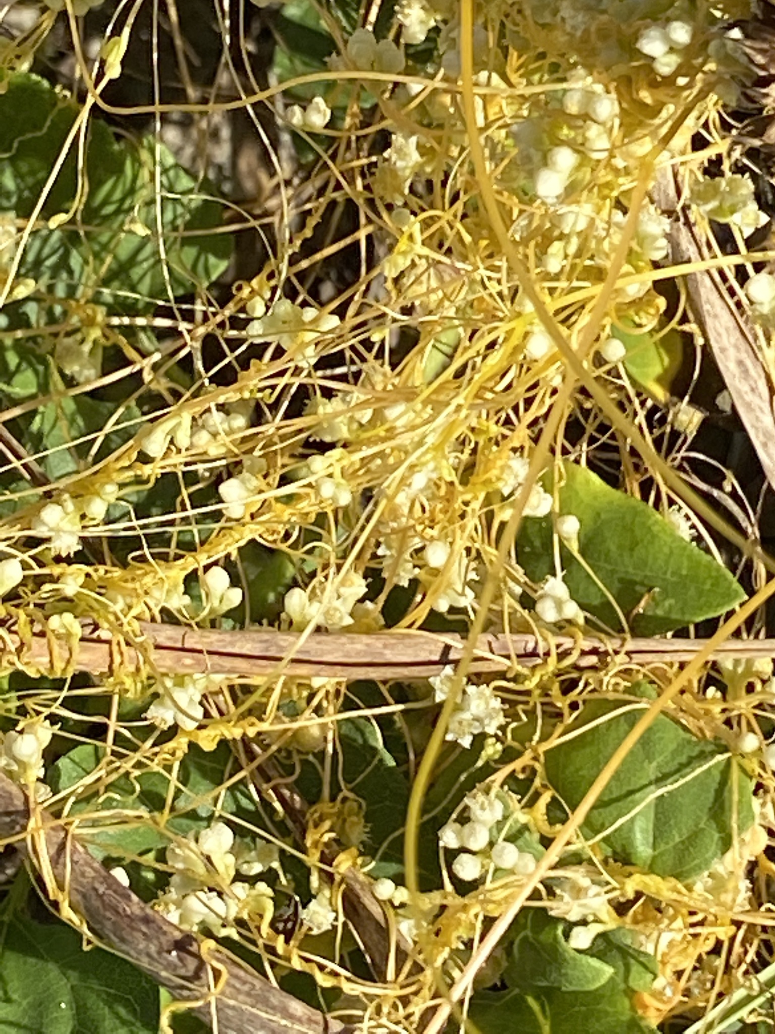 Cuscuta pentagona Engelm.