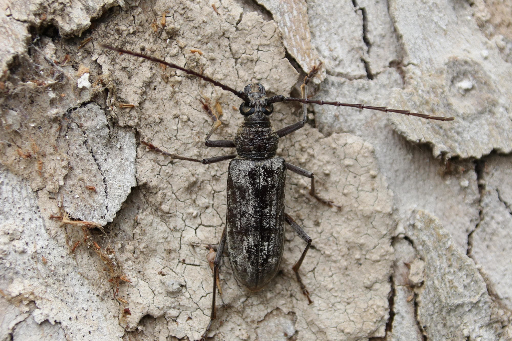 Trirachys Hope, 1843