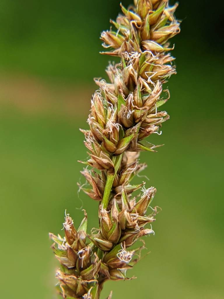 lesser tussock sedge (Sedges of New York ) · iNaturalist