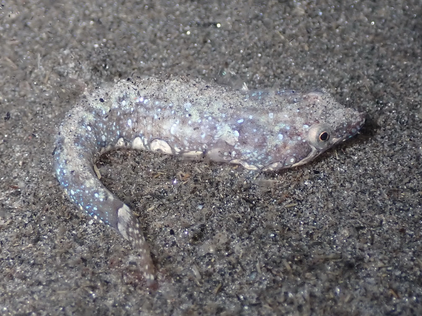 Diplecogaster Fraser-Brunner, 1938