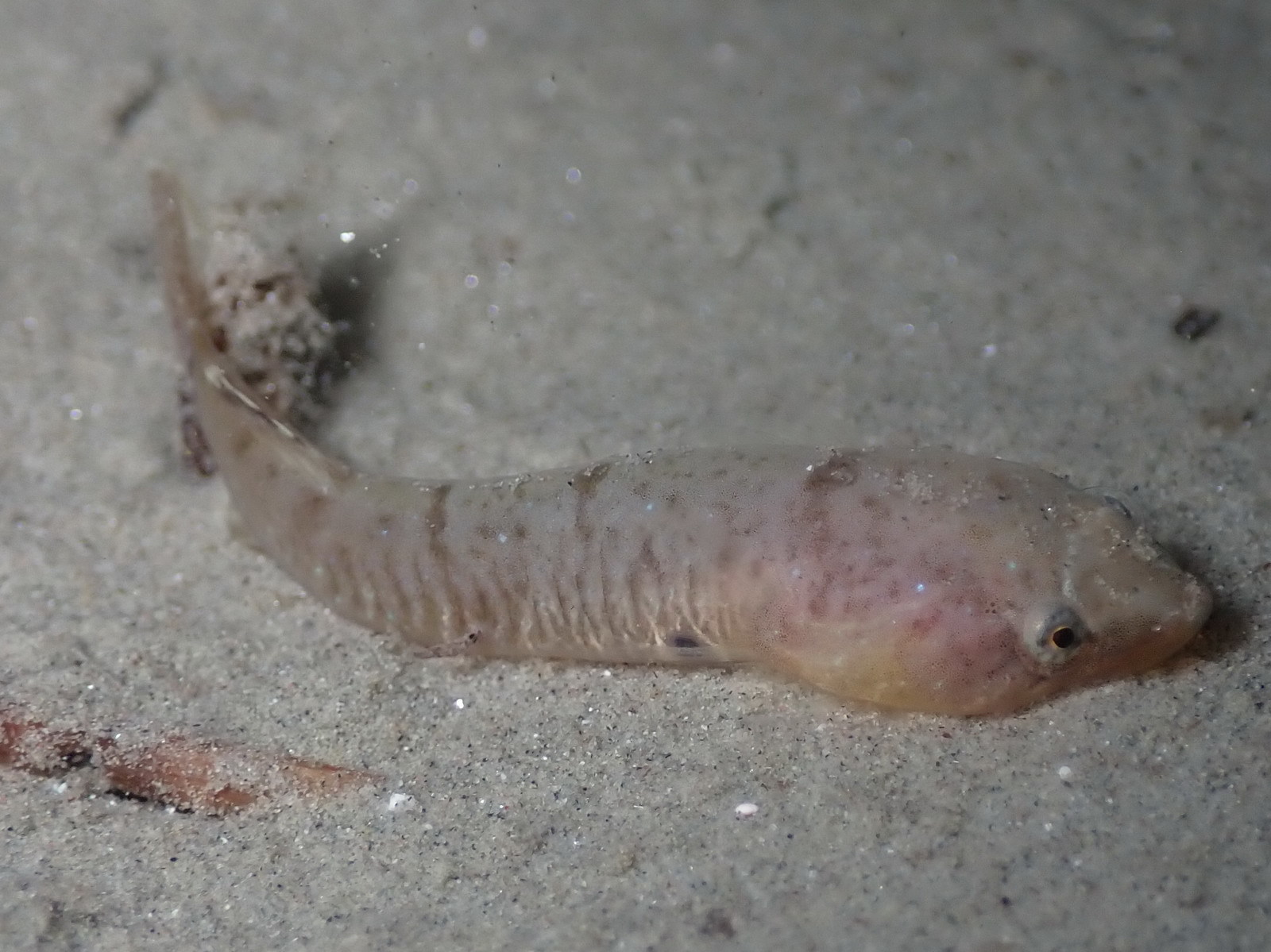 Diplecogaster Fraser-Brunner, 1938