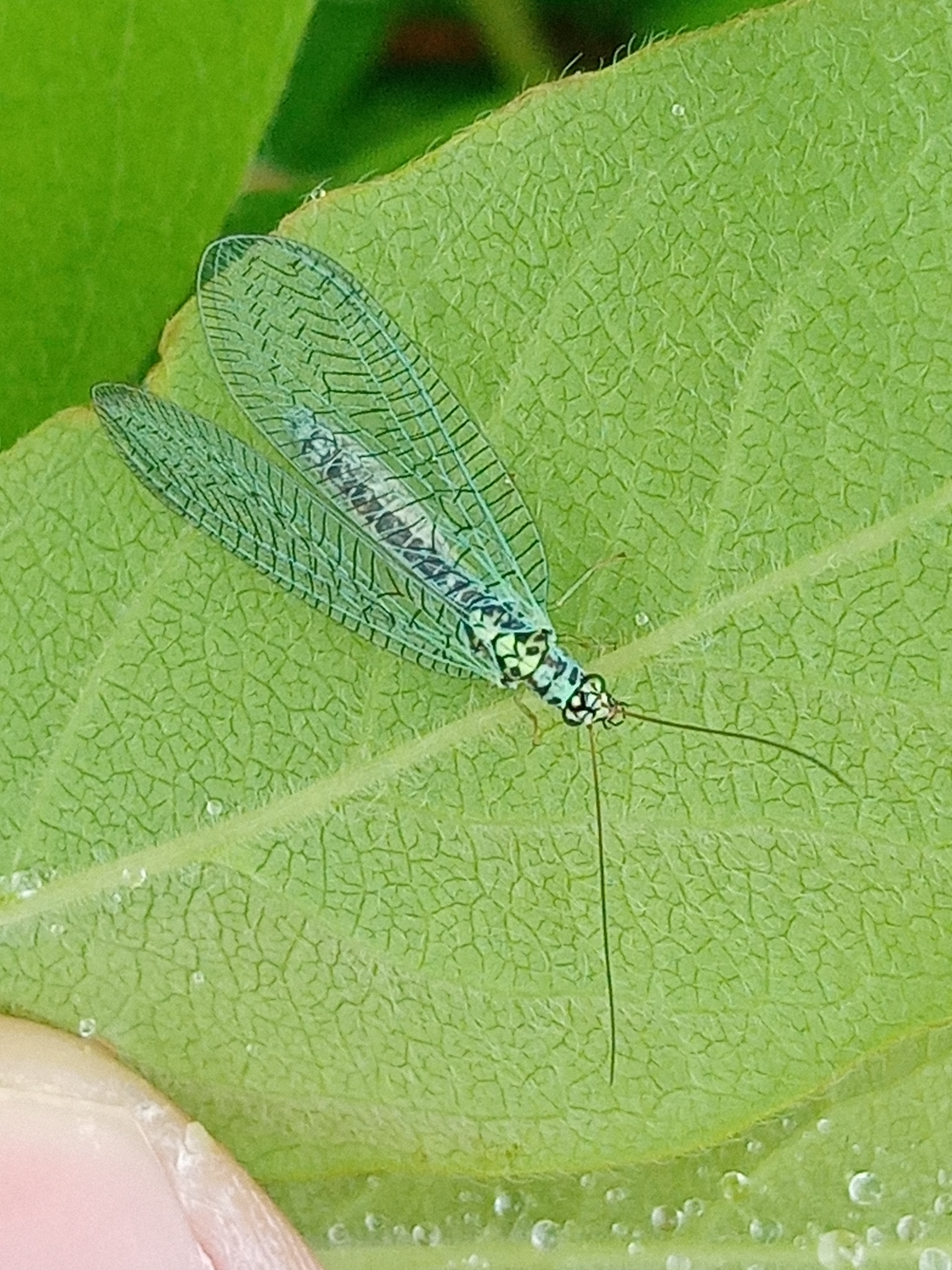 Chrysopa perla (Linnaeus, 1758)