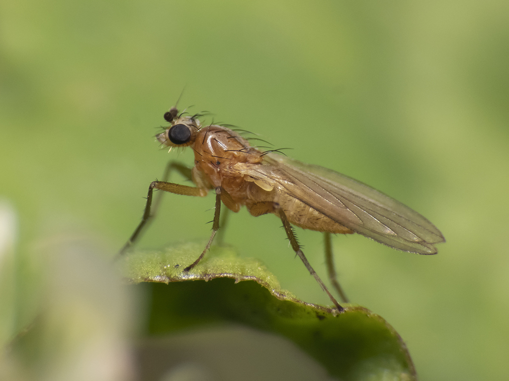 Small Grass Fly from Concepcion, Bío Bío, Chile on February 16, 2022 at ...