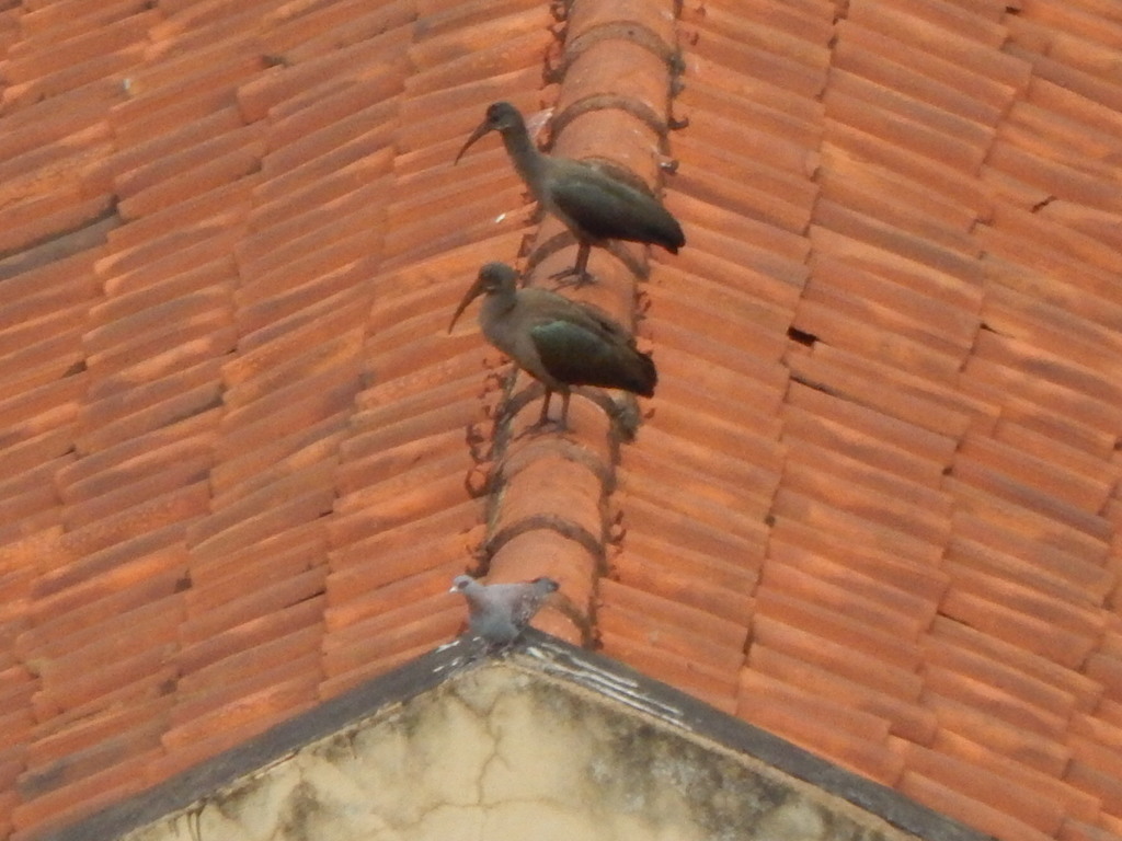 Speckled Pigeon from Westlands, Nairobi, Kenya on May 29, 2022 by ...