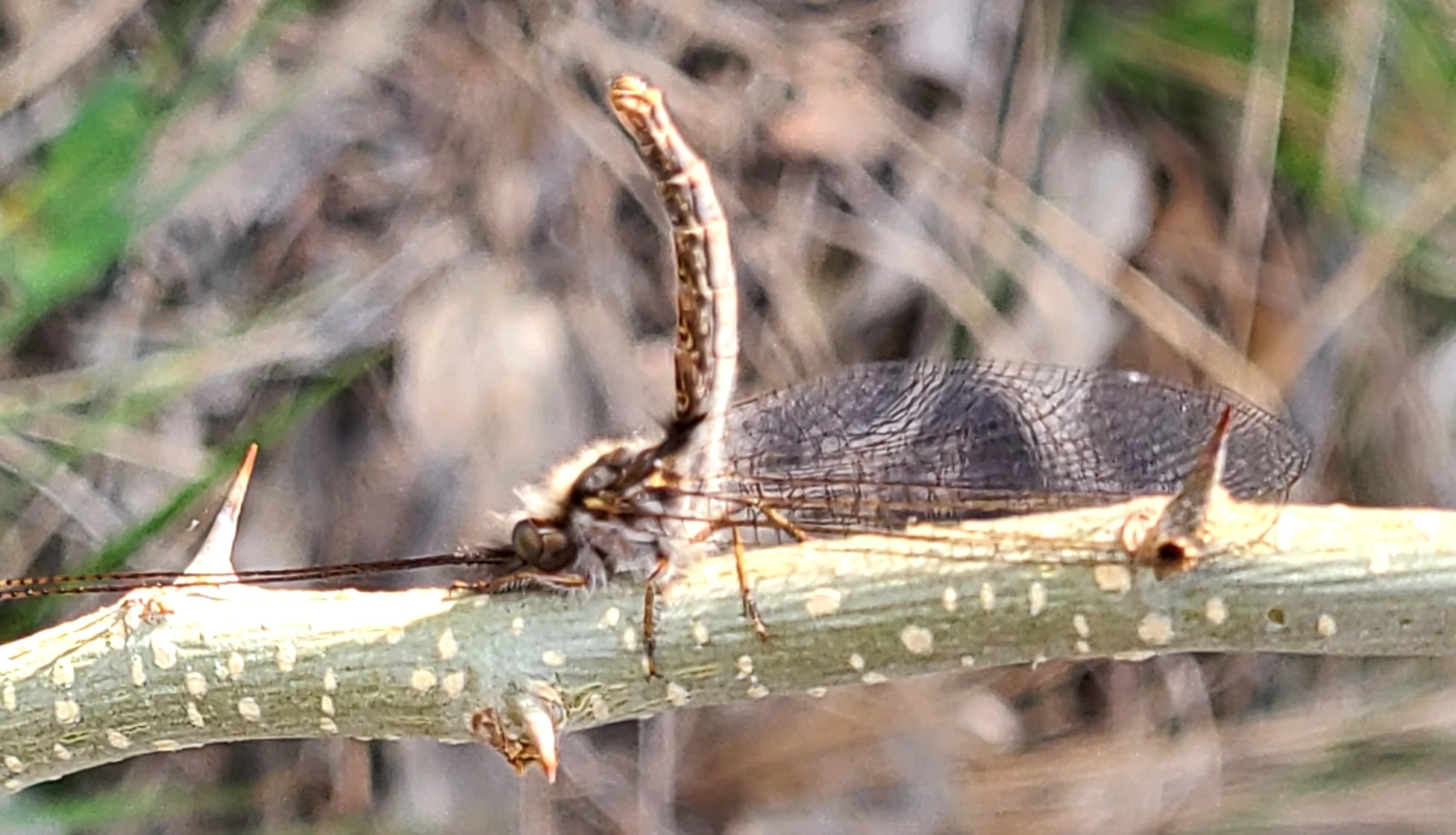 Ululodes Currie, 1900