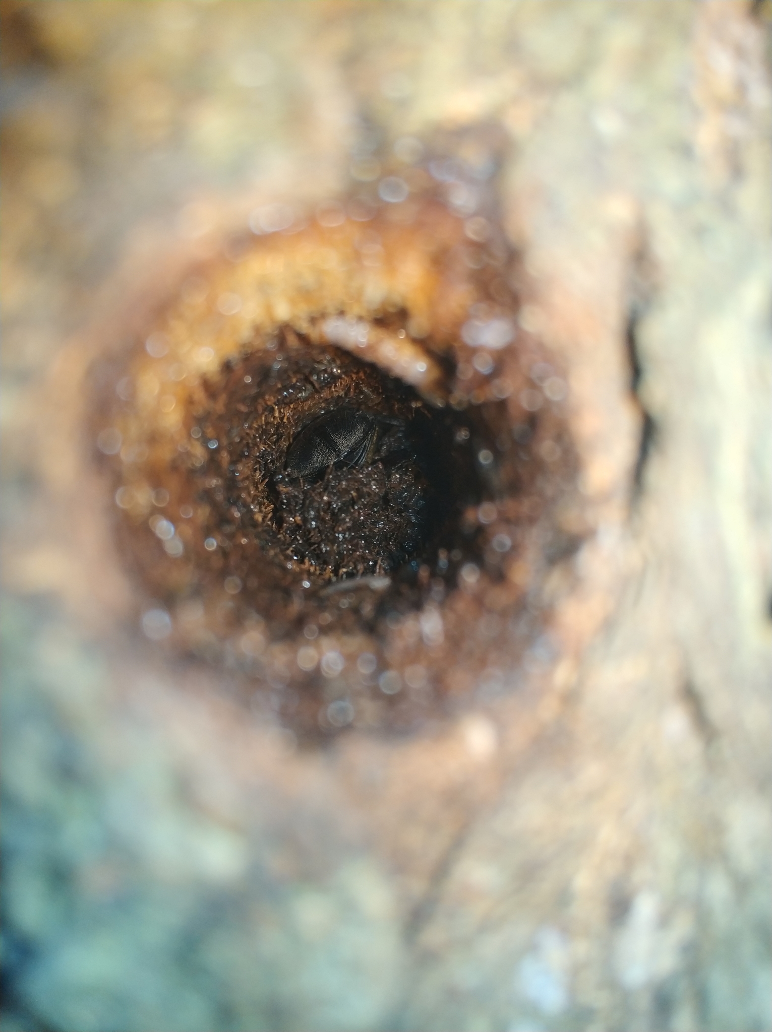 Serrognathus titanus platymelus (Saunders, 1854)