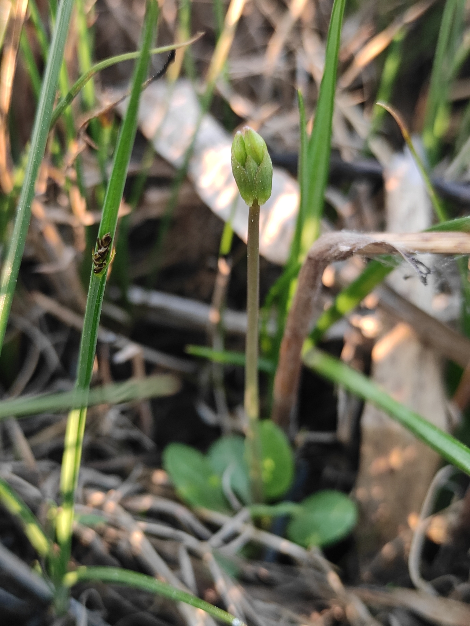 Primula nutans Georgi