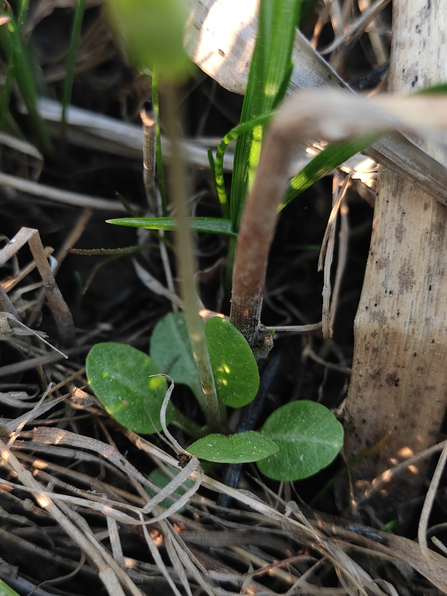 Primula nutans Georgi