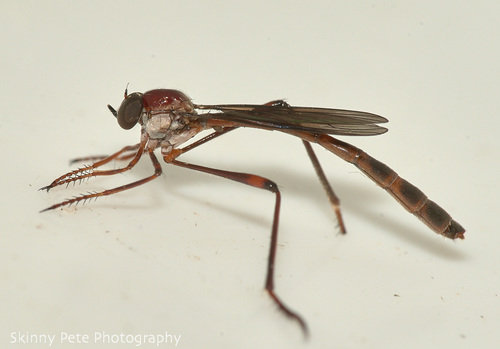 Leptogaster obscuripennis · iNaturalist