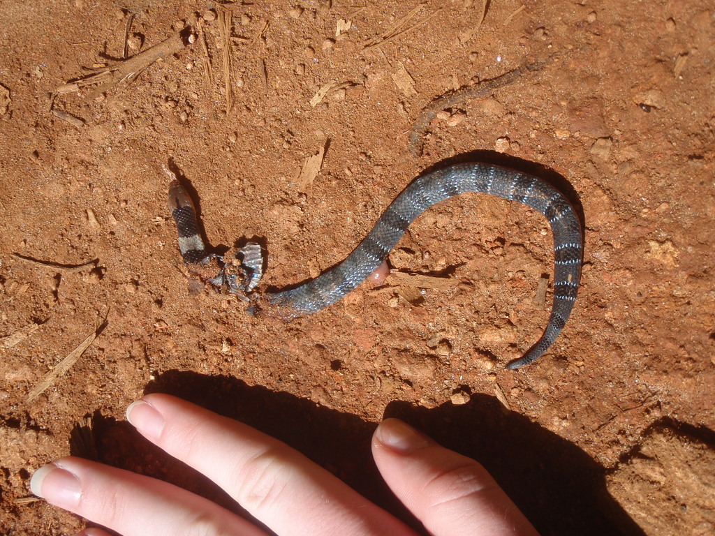 Boulenger's Garter Snake (Snakes of southern Africa) · iNaturalist