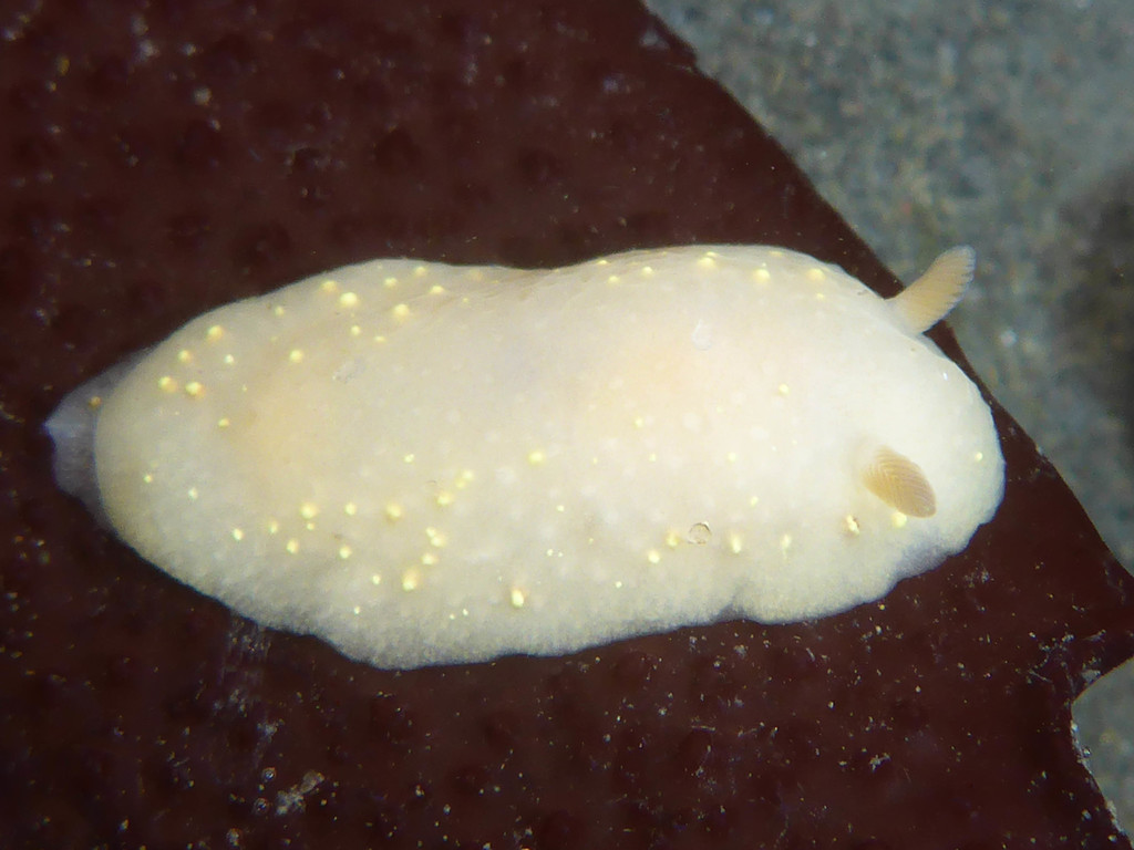 Modest Cadlina (Nudibranchs of Pillar Point) · iNaturalist