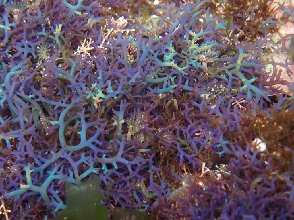 Hypnea pannosa from 貢寮區, TW on May 28, 2022 at 12:20 PM by yayenchang ...