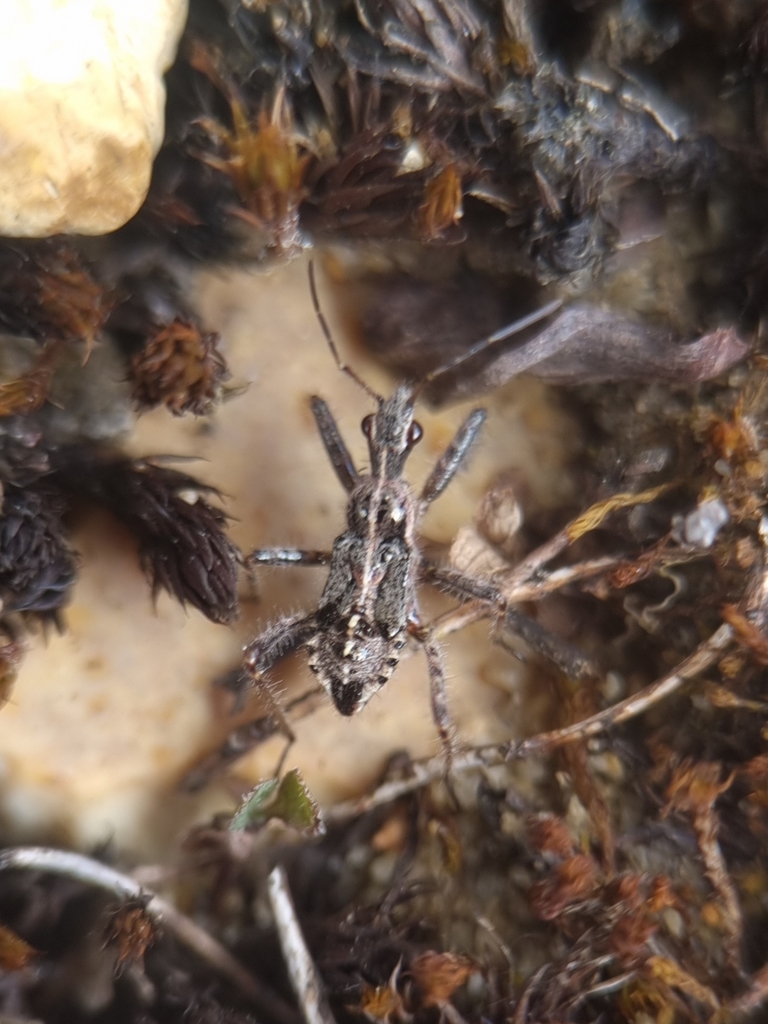 Coranus woodroffei (Réduves des Hauts-de-France) · iNaturalist