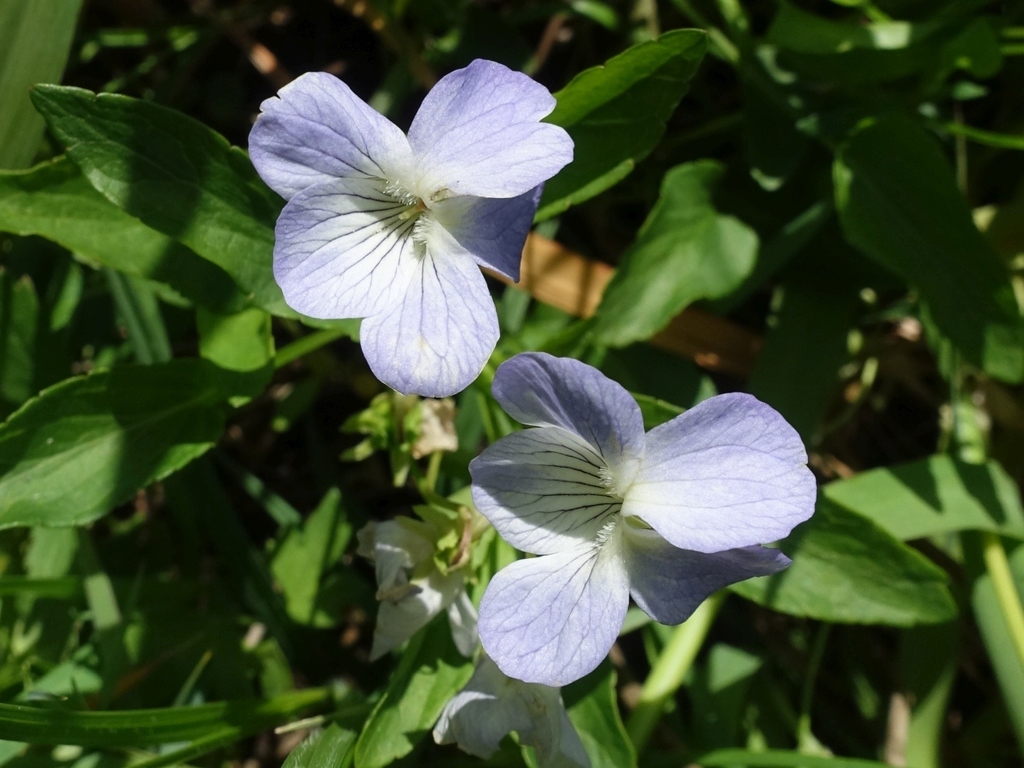 fen violet from Coole Demesne, Co. Galway, Ireland on May 28, 2022 at ...