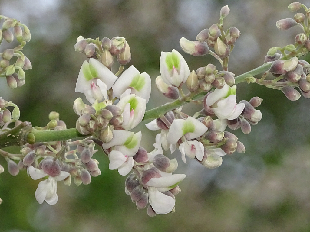 Jamaican dogwood from Islandia, FL, USA on May 18, 2018 at 07:29 PM by ...