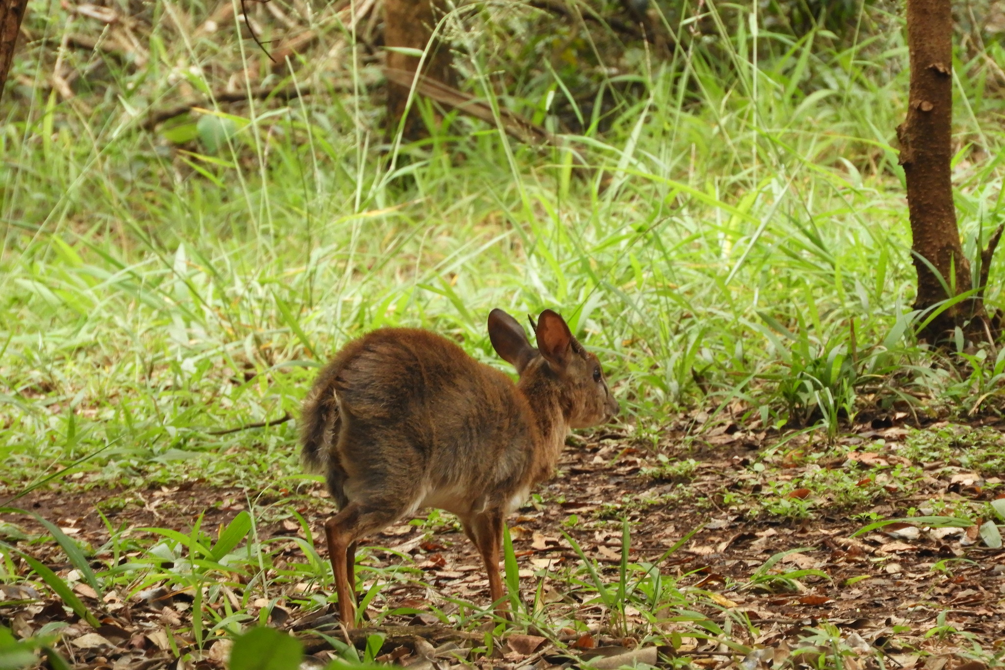 Neotragus moschatus (Von Dueben, 1846)