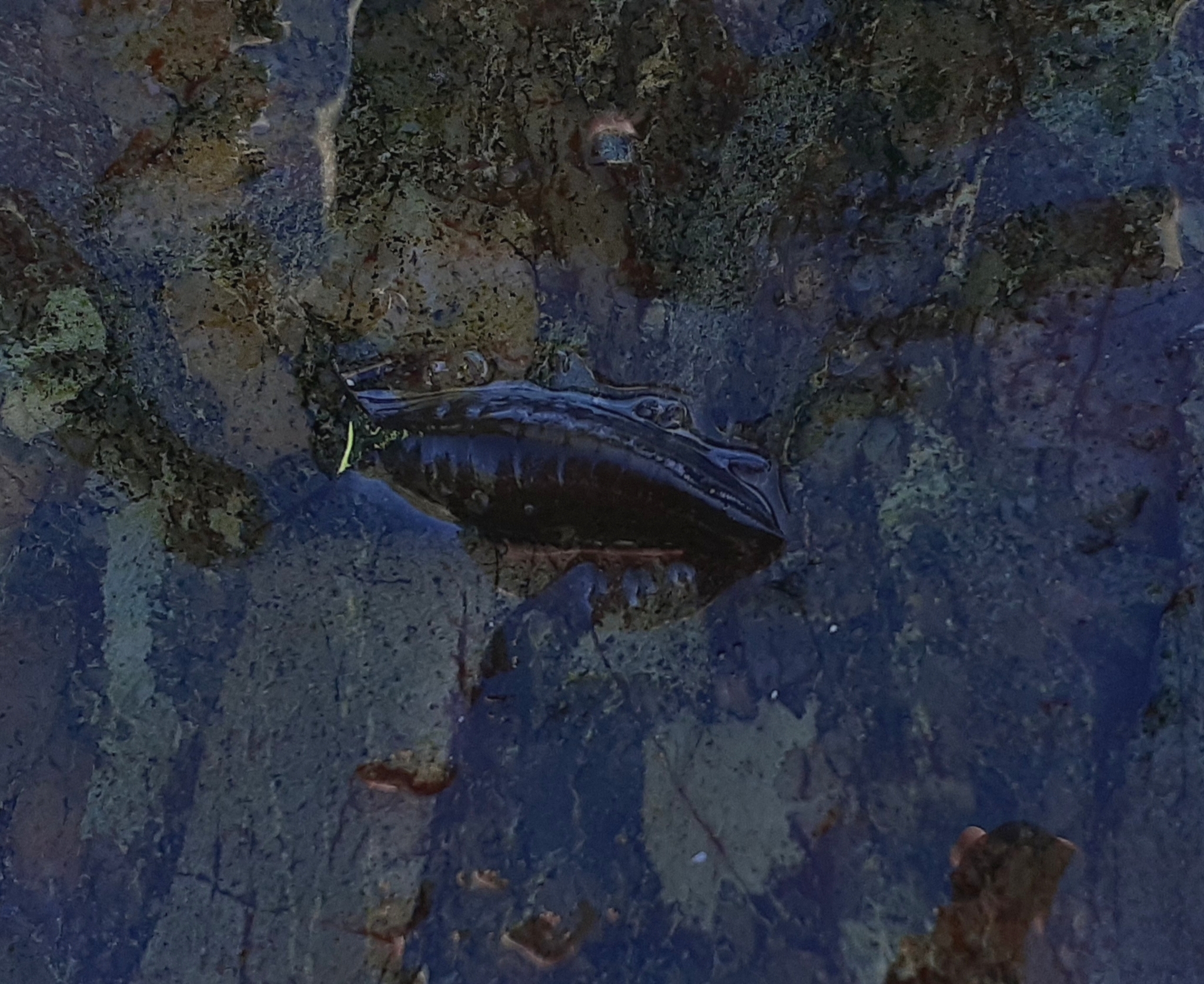 Idotea granulosa Rathke, 1843