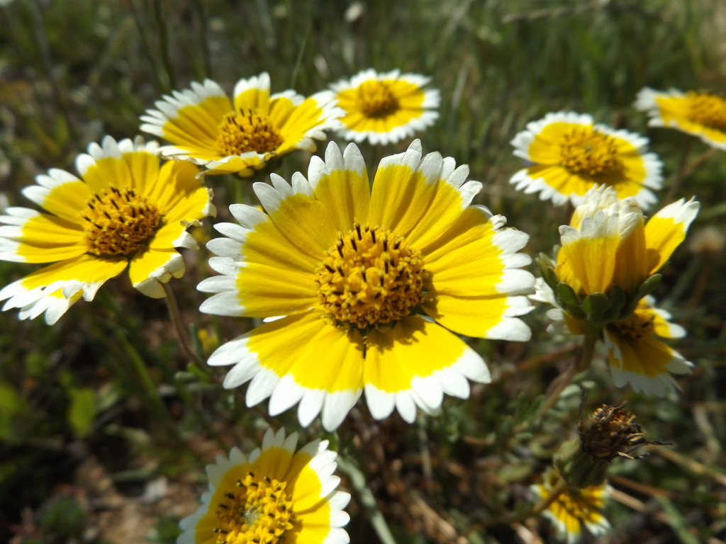tarweeds, silverswords, and allies (Madieae) - Botanical Realm