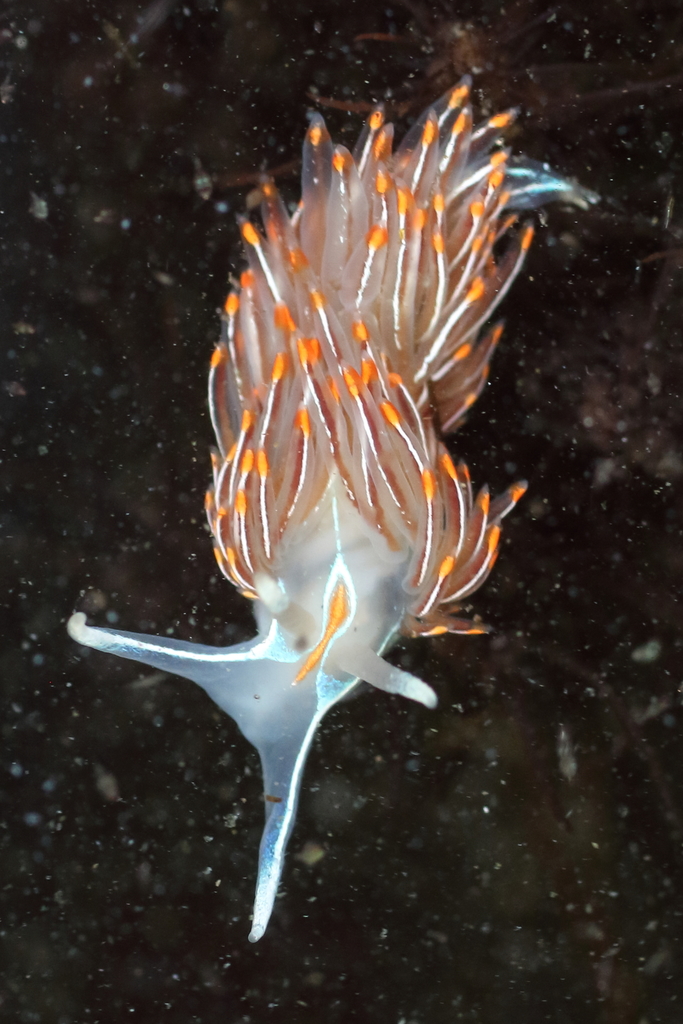 Thick-horned Nudibranch (Nudibranchs of Pillar Point) · BioDiversity4All