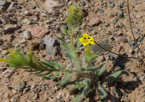 Subspecies Arnebia guttata guttata · iNaturalist