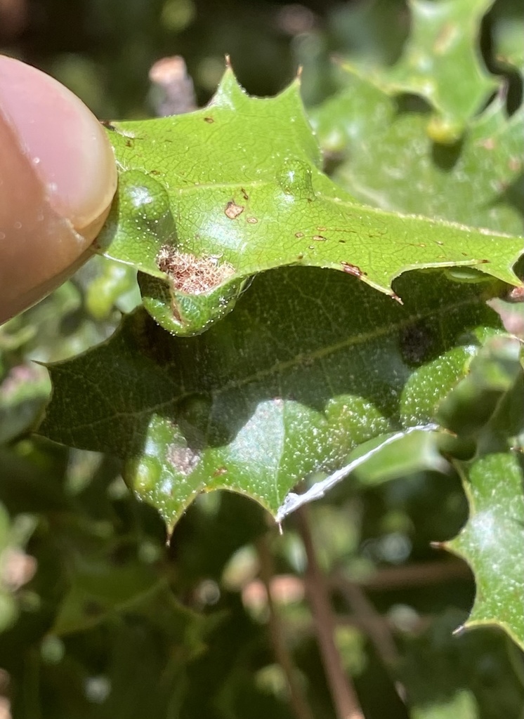 Holm Oak Felt Gall Mite from Lagoas de Santo André e da Sancha, Sines ...