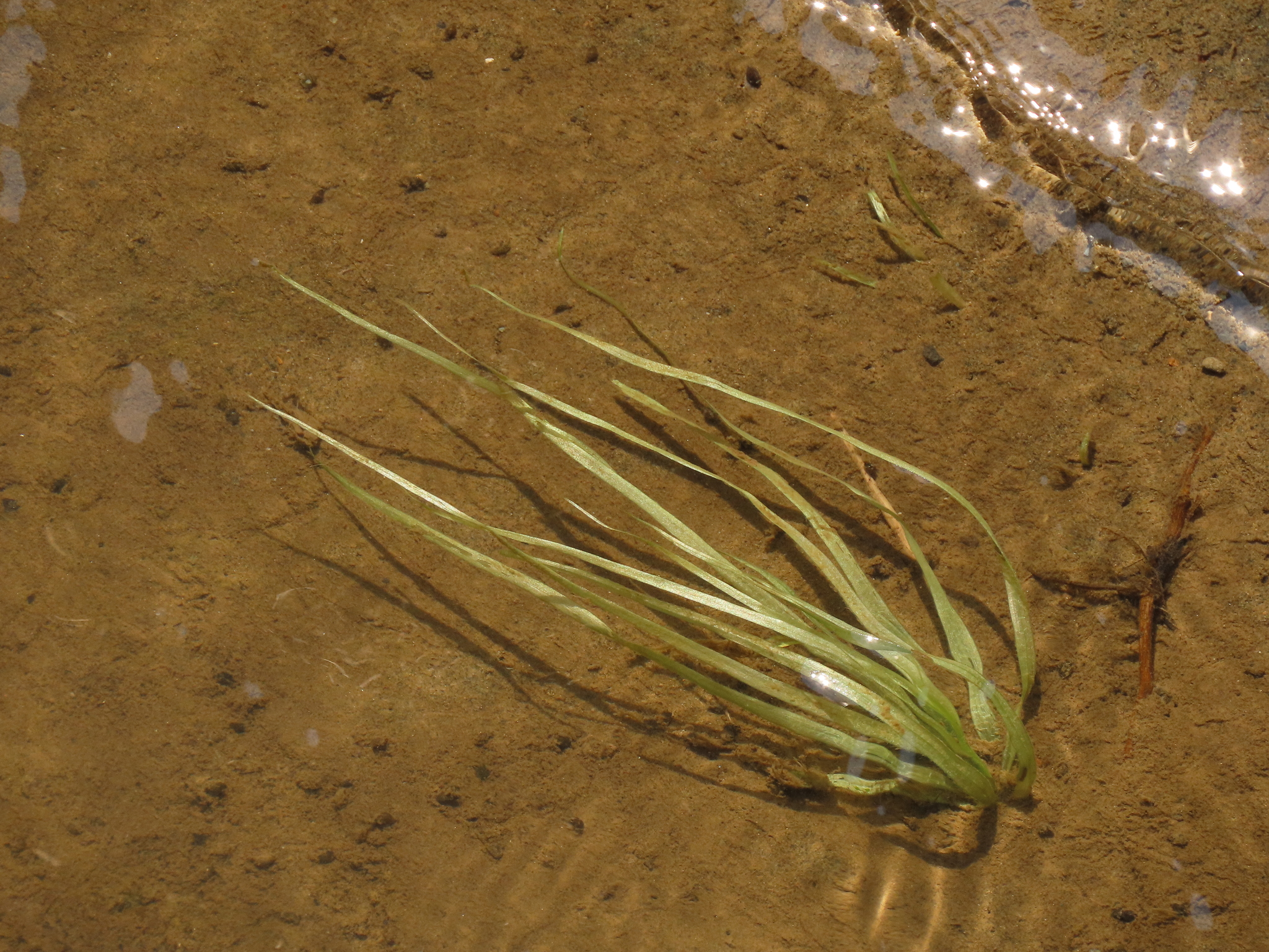 Blyxa echinosperma (C.B.Clarke) Hook.f.