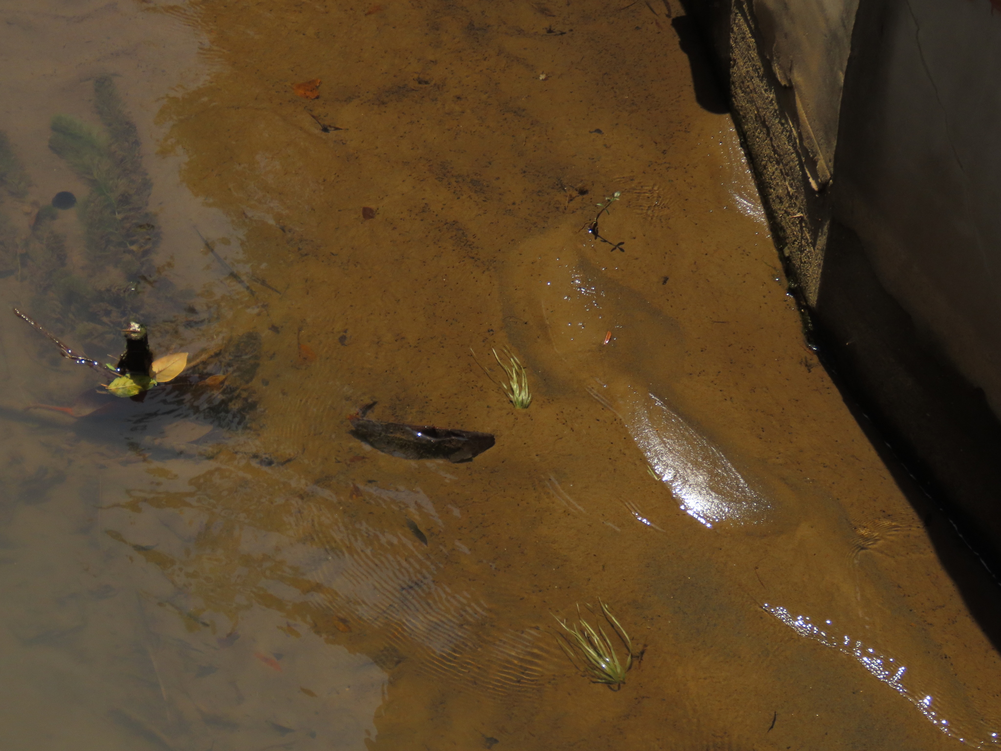 Blyxa echinosperma (C.B.Clarke) Hook.f.