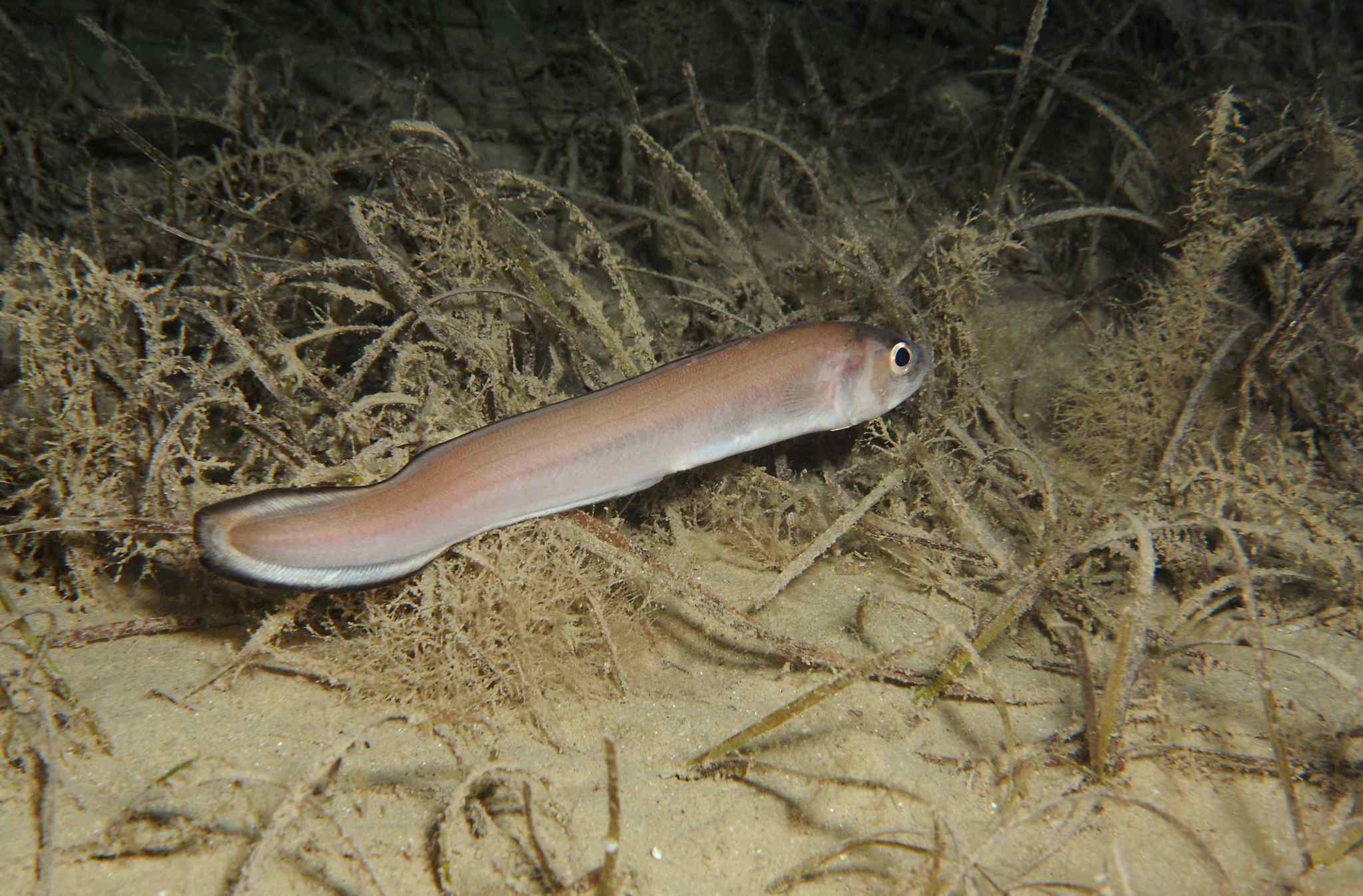 Ophidion rochei Müller, 1845