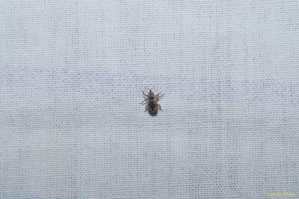 Rice Water Weevil from Caraway, AR, USA on May 28, 2022 at 09:11 PM by ...