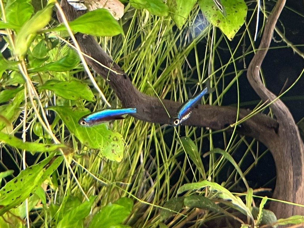 neon blue rasbora (Sundadanio axelrodi) - Marine Life Identification