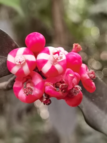 Machare (Symphonia globulifera)