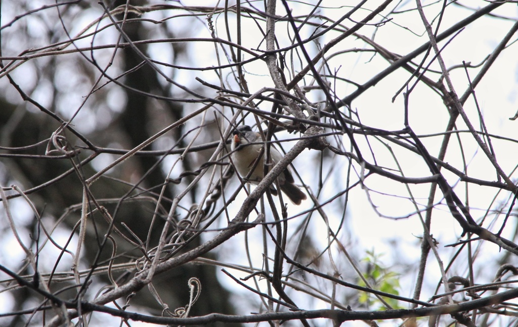 Gray-headed Parrotbill from 中国湖北省宜昌市兴山县 on April 5, 2021 at 07:28 AM by ...