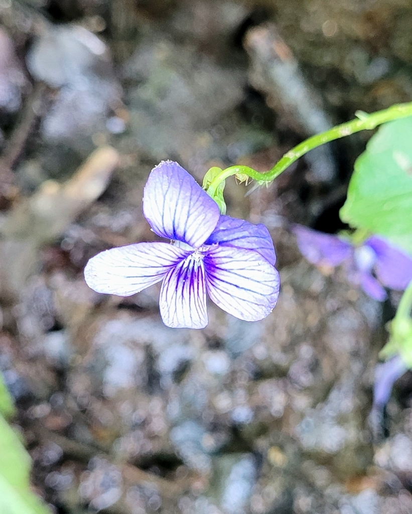 marsh blue violet from Ohiopyle, PA, USA on May 29, 2022 at 11:55 AM by ...