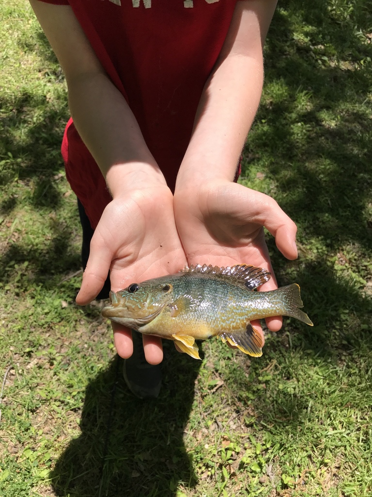 Green Sunfish from Point 8 Rd, Jacksonville, IL, US on May 14, 2017 at ...