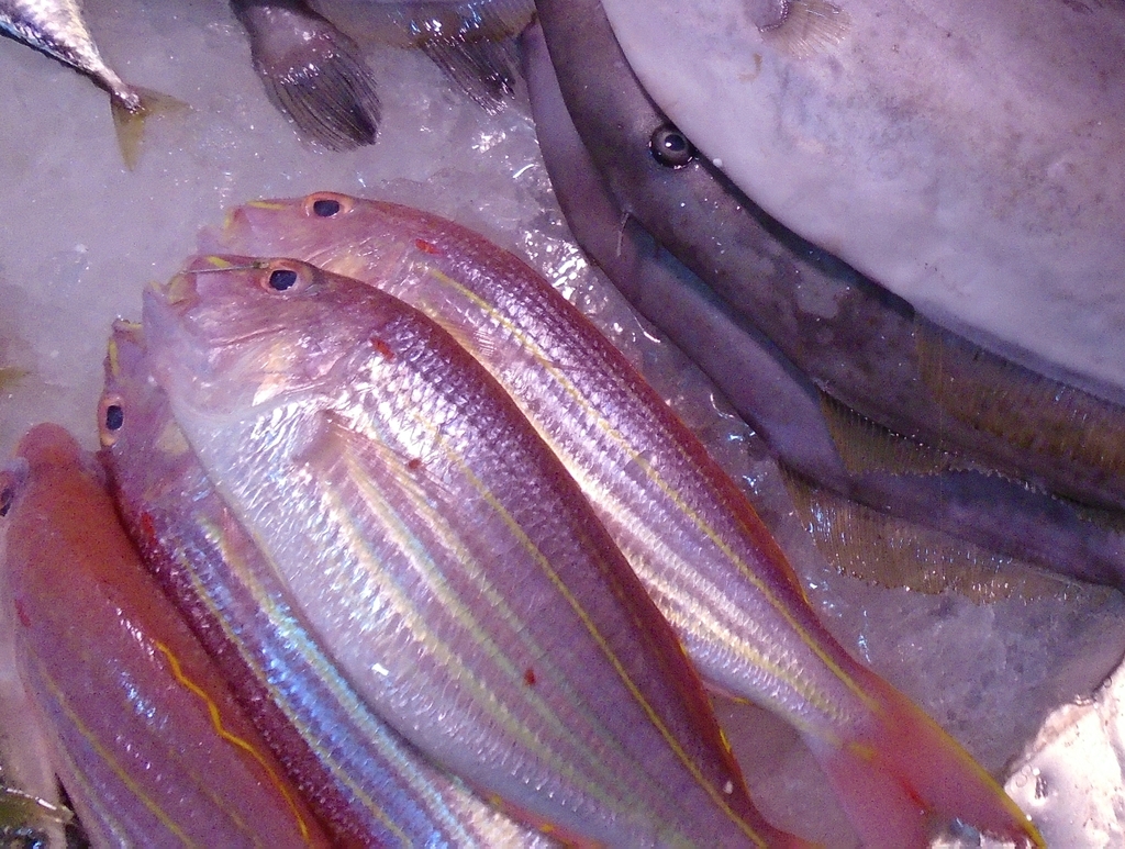 Golden Threadfin Bream (Nemipterus virgatus) - Marine Life Identification