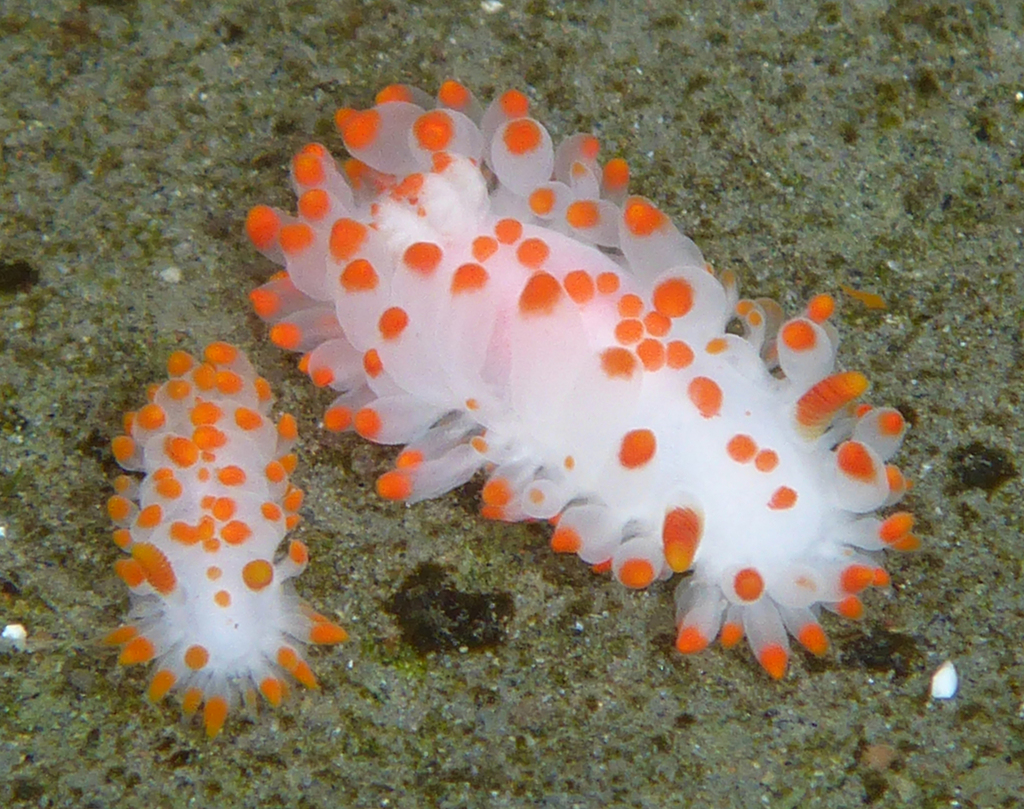 McDonald's Dorid (Nudibranchs and Other Sea Slugs of California ...