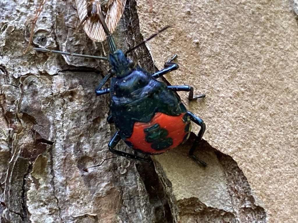 Florida Predatory Stink Bug from Pinnacle Mountain State Park, Roland ...
