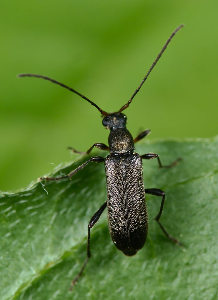 common grammoptera from Namur, Wallonie, Belgium on May 28, 2022 at 04: ...