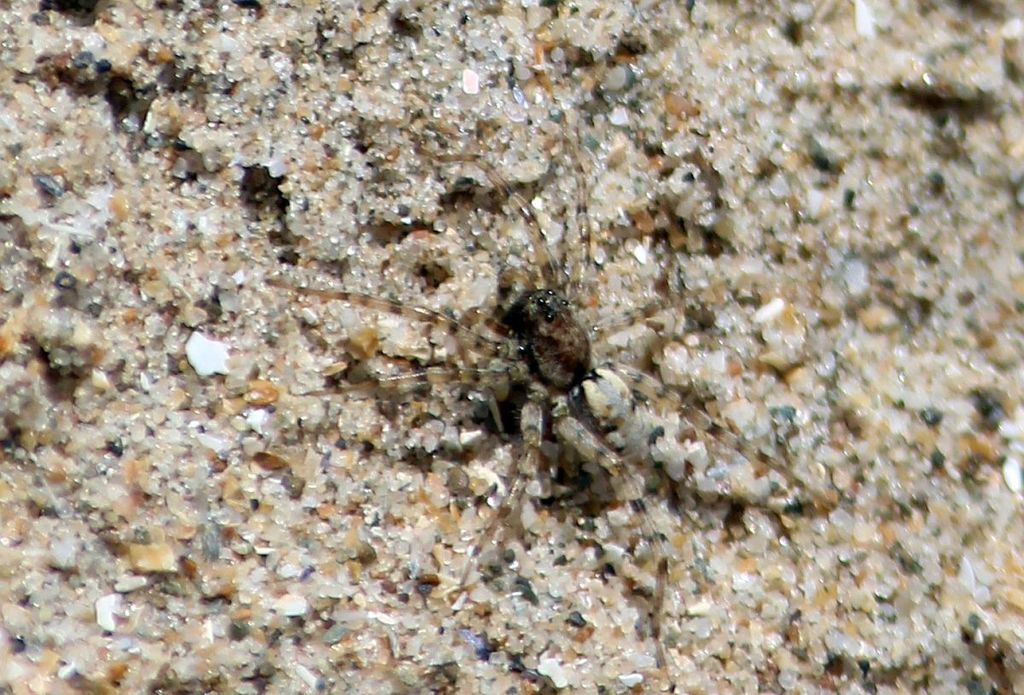 Sand Bear Spider from Aberffraw beach, Isle of Anglesey, UK on May 29 ...