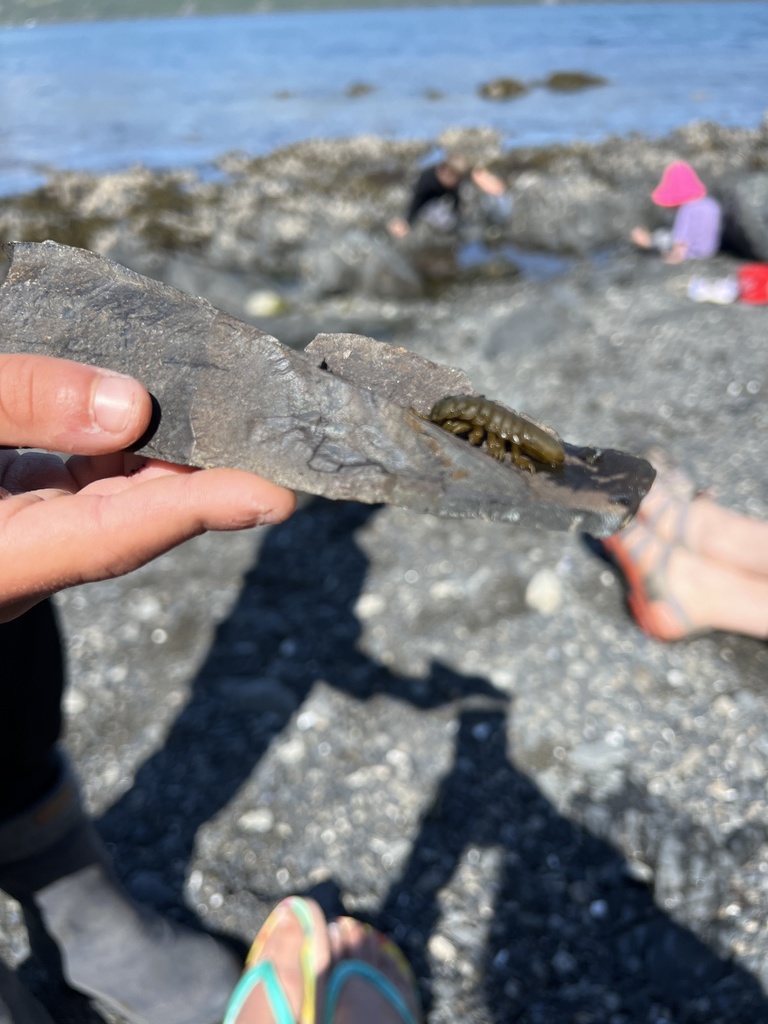 Rockweed isopod from Kalsin Bay, AK, US on May 29, 2022 at 11:56 AM by ...