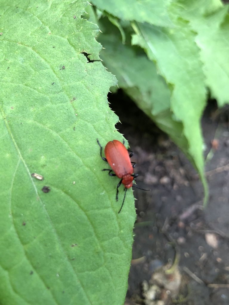 Common Cardinal Beetle from St 2063, Gauting, Bayern, DE on May 26 ...