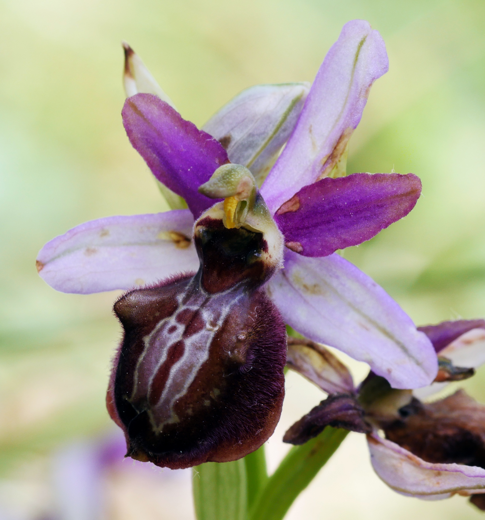 Ophrys sphegodes subsp. aveyronensis J.J.Wood